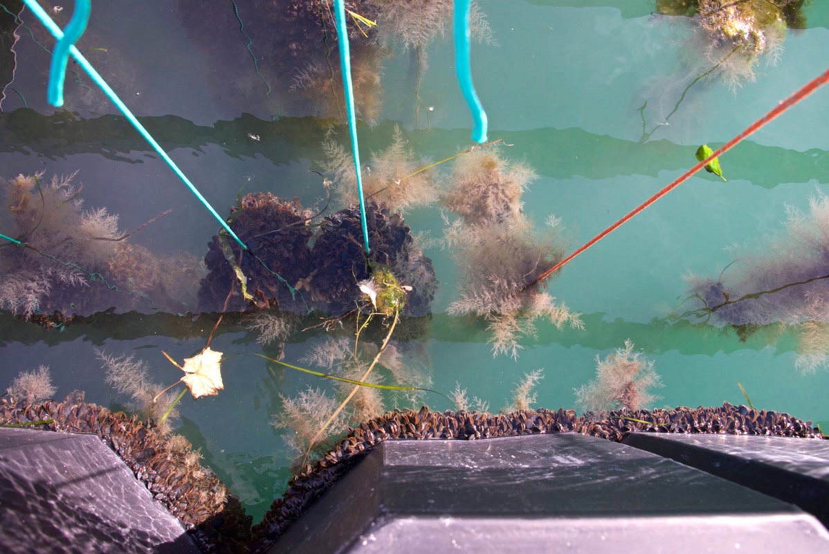 Alaska Sea Grant: Bates Mussel Farm-web version