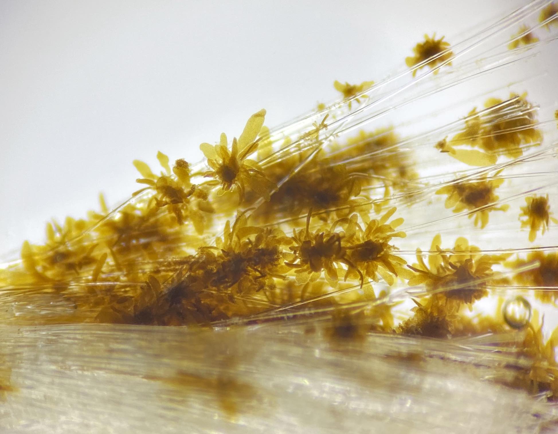 Alaska Sea Grant: Juvenile Kelp Close-up