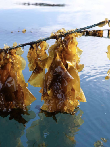 Alaska Sea Grant: Kelp. Photo courtesy of Lexa Meyer.