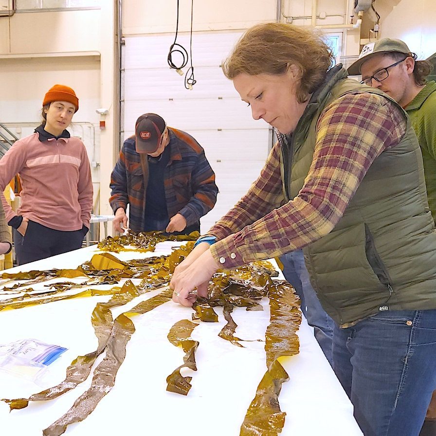 Alaska Sea Grant: KELP 2 BY ARRON