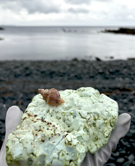 Alaska Sea Grant: snails