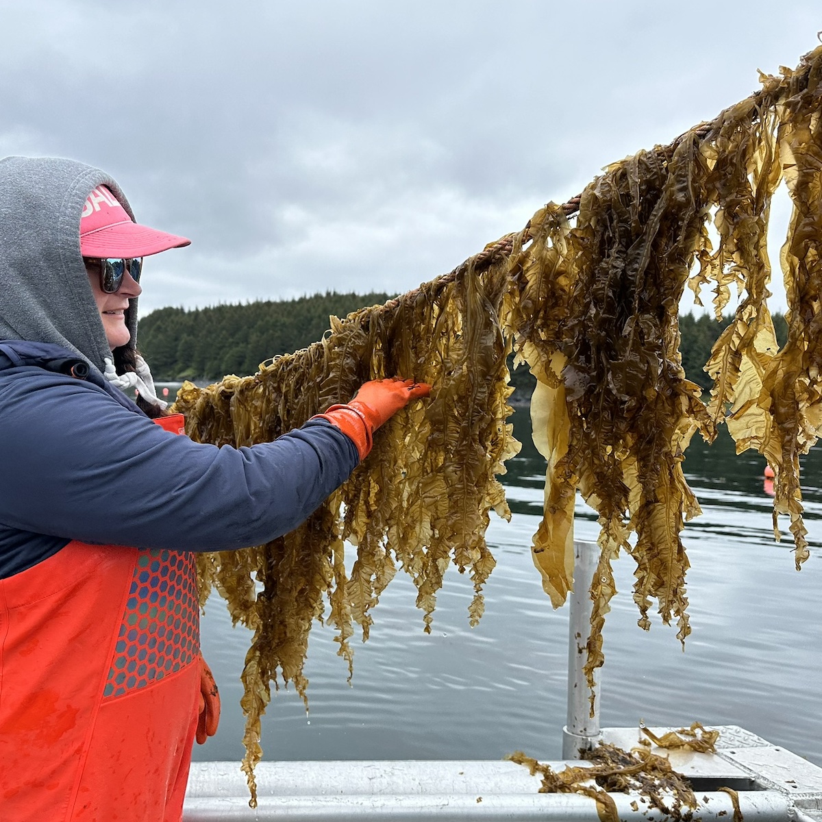 Alaska Sea Grant: kelp farming