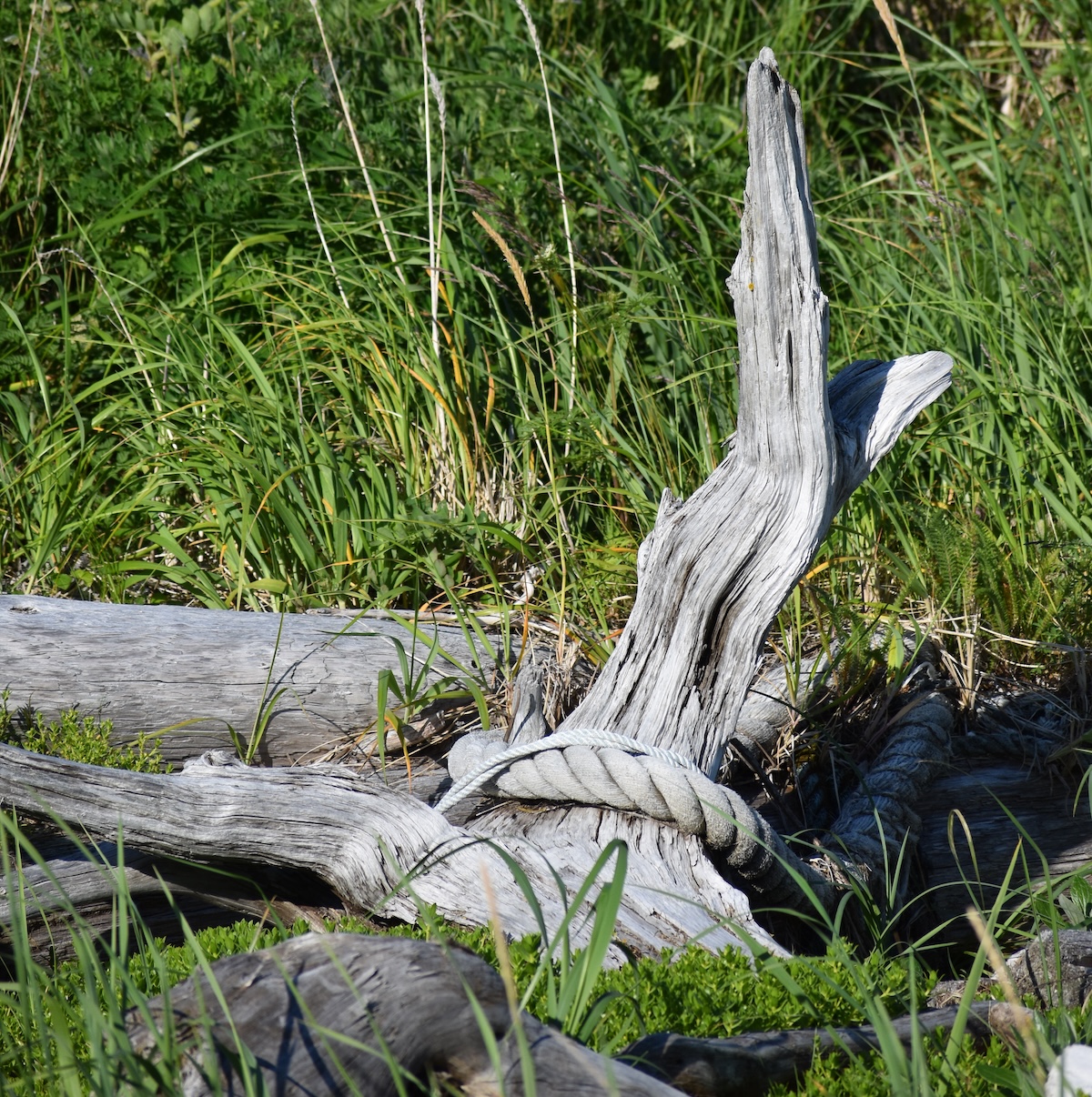 Alaska Sea Grant: Marine Debris – Katmai – 2025 – courtesy of Dawn ...